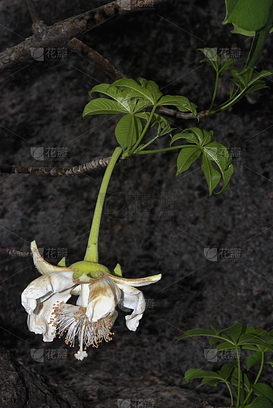 猴面包树的花