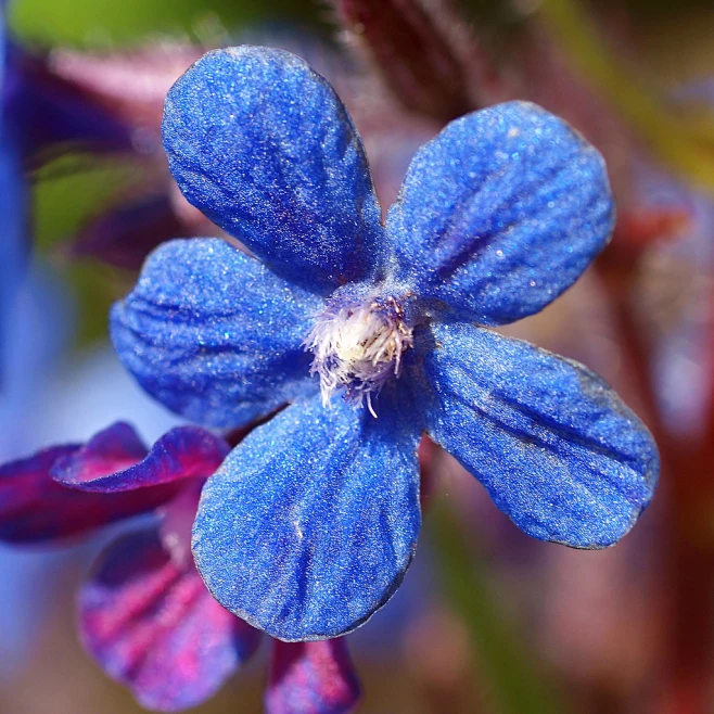 全部尺寸 | The enlarged flower of an Italian Bugloss. | Flickr - 相片分享！-花瓣网