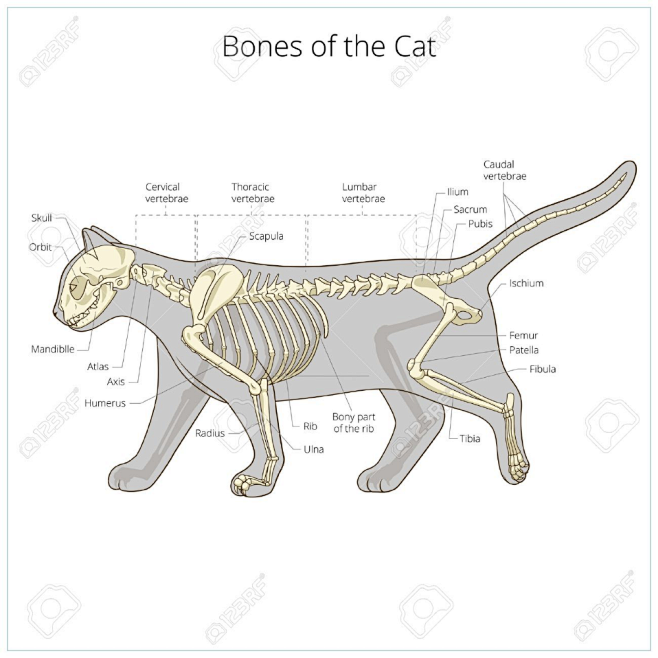 Cat skeleton veterinary vector illustration, cat osteology, bones结构 ...