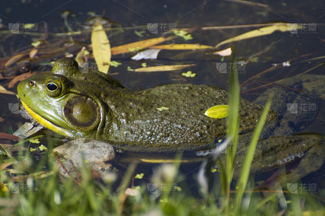 美国牛蛙,水,野生动物,美国,水平画幅,绿色,牛蛙,无人,青蛙,野外动物
