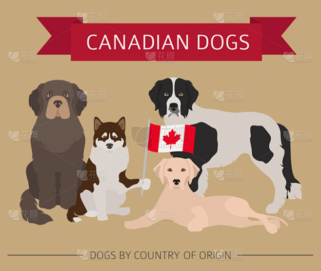 狗,加拿大,非都市风光,起源,分离着色,可爱的,宠物,新斯科舍,信息图表,收集