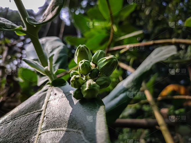 大鳞花，冠花，是原产于柬埔寨，孟加拉国，泰国，斯里兰卡，印度的一种。