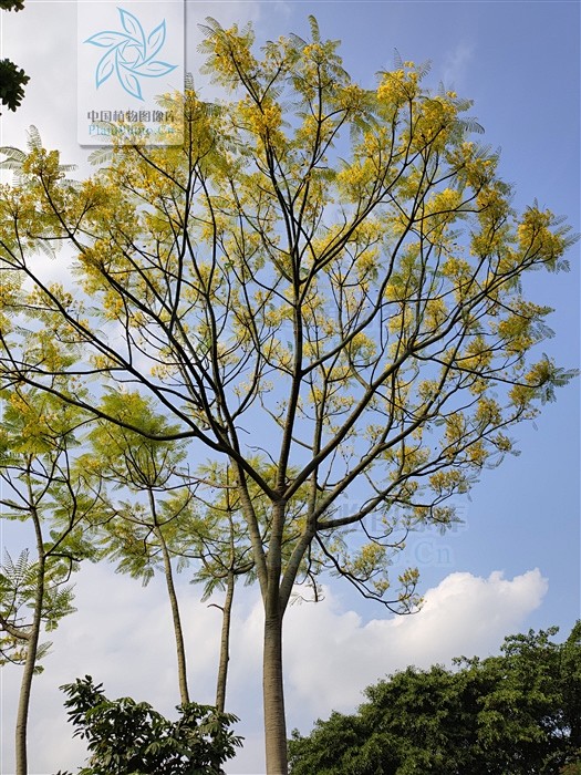 Schizolobium parahyba 粘叶豆