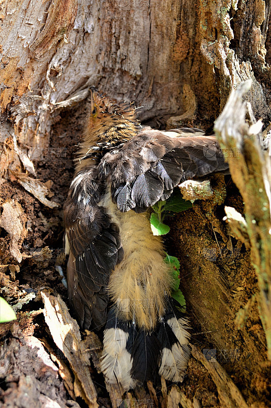 guira guira幼崽的羽毛