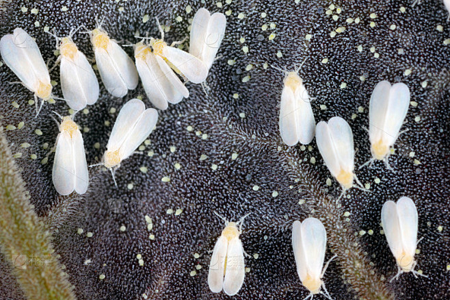 温室白蝇(Trialeurodes vaporariorum)生长在叶片的背面。它是目前重要的农业害