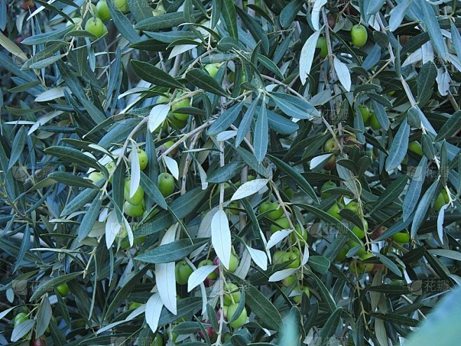 橄榄丰收的季节