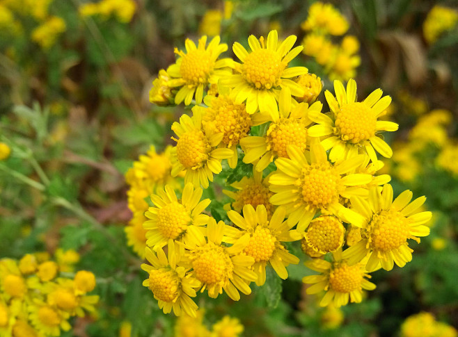 Chrysanthellum Indicum；野菊花；黄菊花