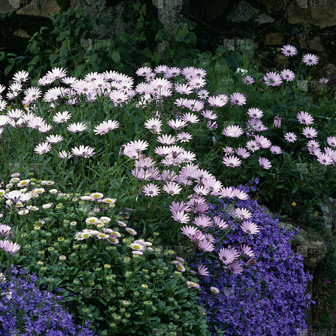 Dimorphotheca
