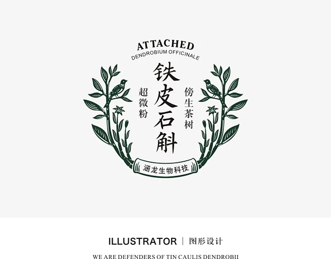 DENDROBIUM OFFICINALE 傍生铁皮石斛 : Oneself tin caulis dendrobii have ...