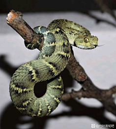 蝰科.真蝰亚科.树蝰属-花瓣网|陪你做生活的设计师 | 】 （FISCHER,1888） 【喀麦隆树蝰】