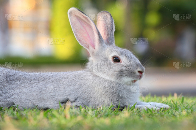 灰色,兔子,小兔子,公园,水平画幅,可爱的,无人,草,特写,哺乳纲