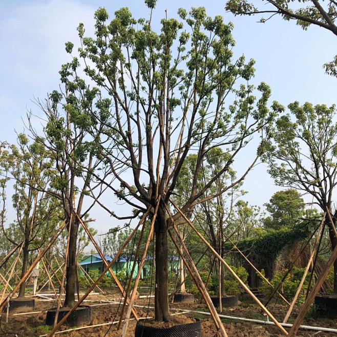 香樟 【单杆】【乔木】胸径 13-40厘米,高度 5.0-10.0米,价格 面议 苗仓-苗木信息平台