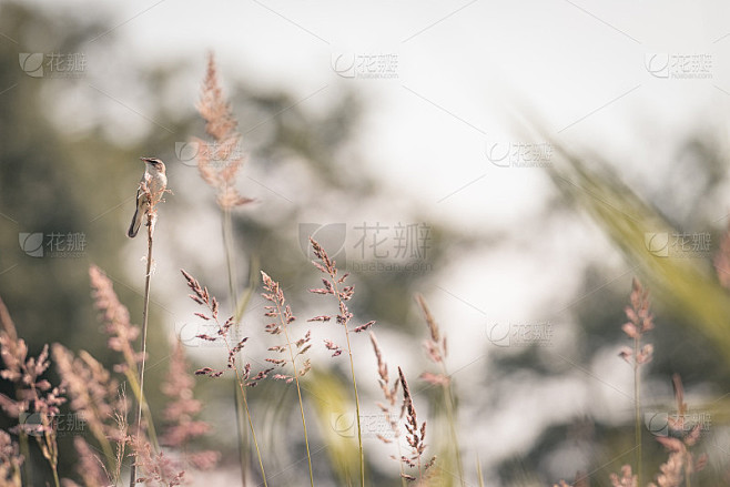 芦苇上的柳莺在高高的草丛中，鸟的背景，受保护的鸟类物种，受保护的自然区域，旅游地点，荷兰野生动物，美