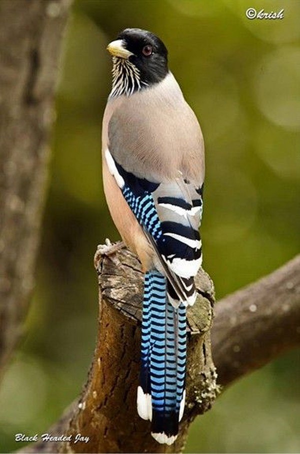 Beautiful-Bird-Pictures-3