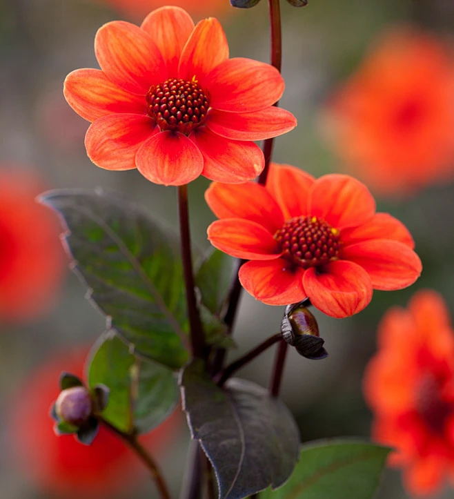 Dahlia 'Scura', 'Scura' Dahlia, Dahlia 'Scura', Dwarf Single-Flowered ...