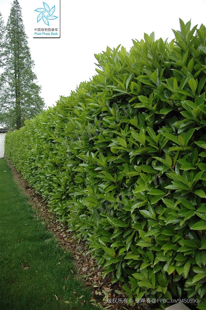日本珊瑚树 Viburnum awabuki K. Koch 中国植物图像库