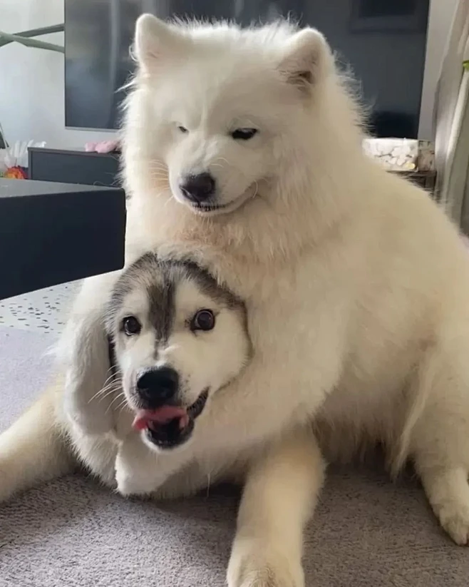 多狗家庭都是什么组合呀 - 小红书-花瓣网