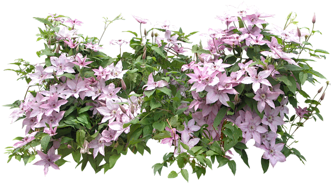 FA61铁线莲 拷贝