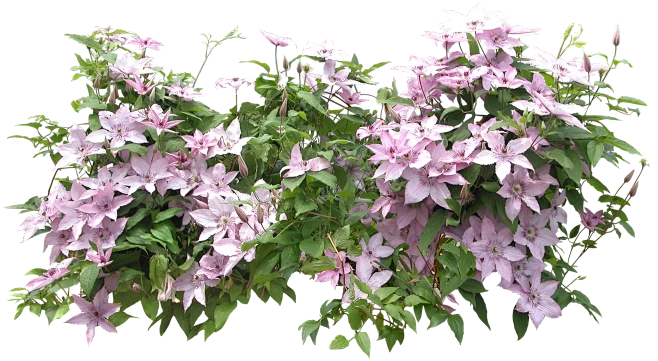 FA61铁线莲 拷贝-花瓣网