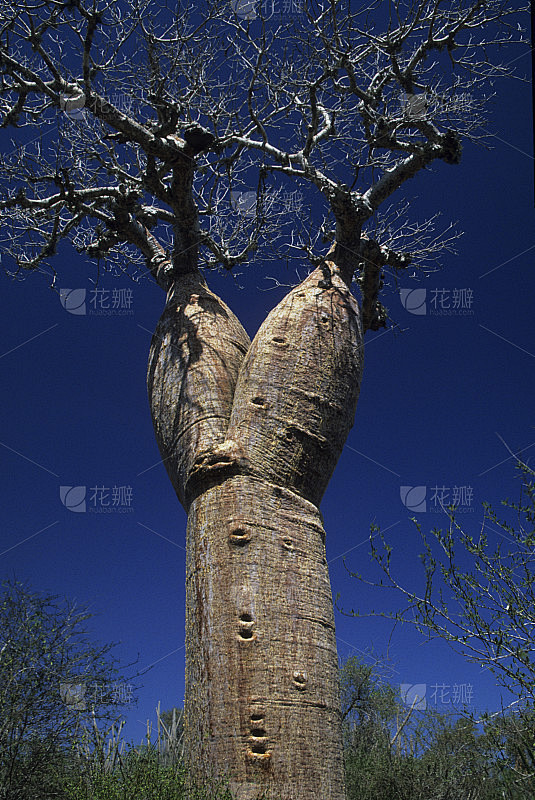 猴面包树树