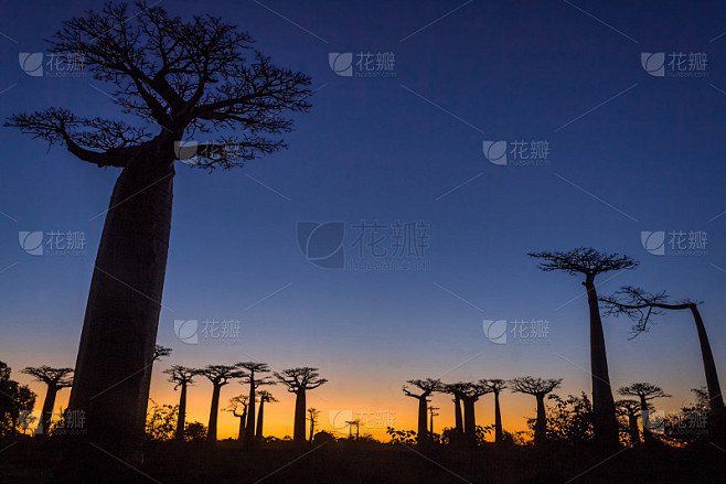 猴面包树上的日落