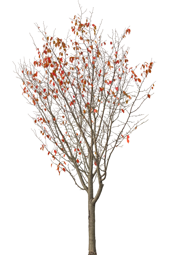 樱树1-(2,3)-j-花瓣网