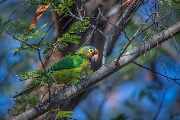 橙额长尾小鹦鹉，（Eupsittula canicularis），Aratinga Frentinaranja，Conure à front ...