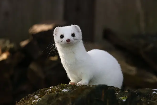 stoat.jpg (3960×2640)-花瓣网