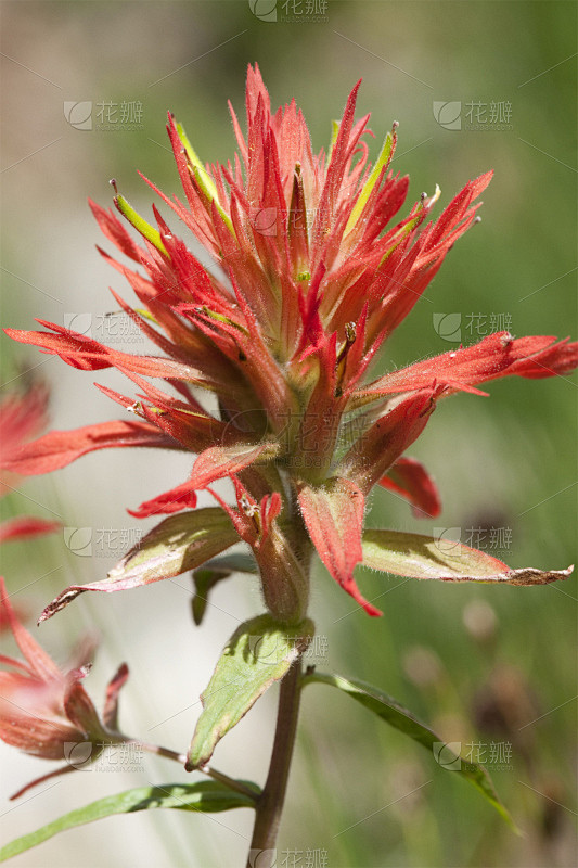 火焰草,common red paintbrush,火焰草属,火山口湖国家公园,自然,垂直画幅,俄勒冈州,俄勒冈郡,公园,国家公园