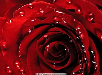 红色露珠玫瑰花图片-花瓣网