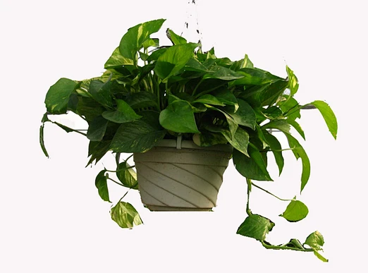 绿萝_360百科-花瓣网