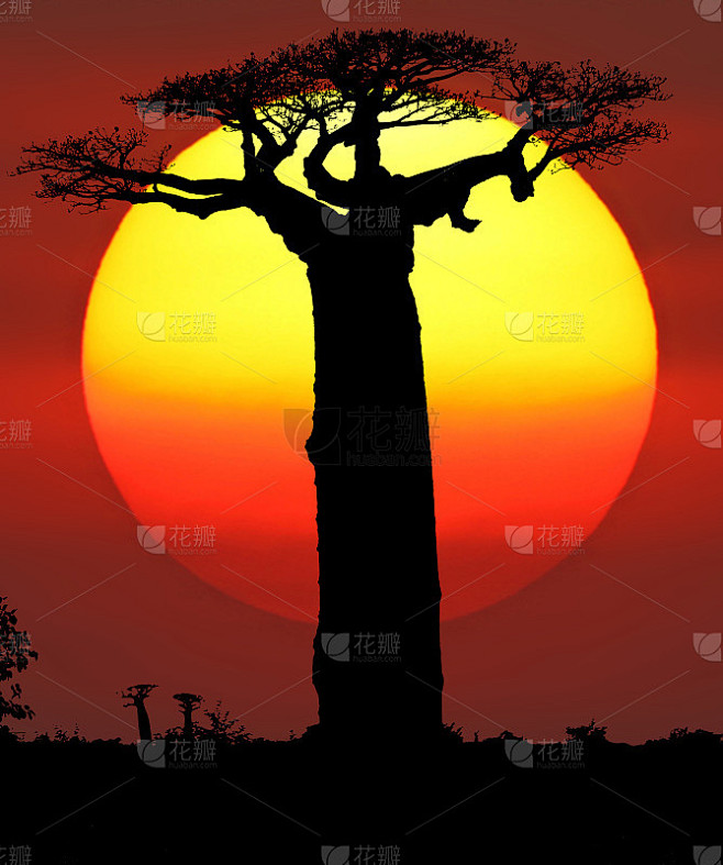 轮廓的猴面包树