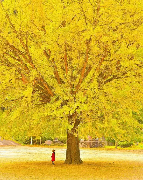 IMG_0967.PNG 592×743 pixels