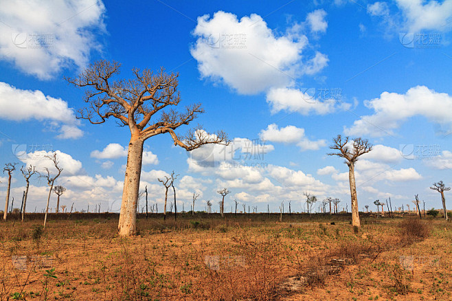 猴面包树cloudscape