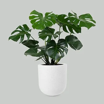 Free photo monstera deliciosa plant in a pot图片_BG nature图片素材-花瓣网