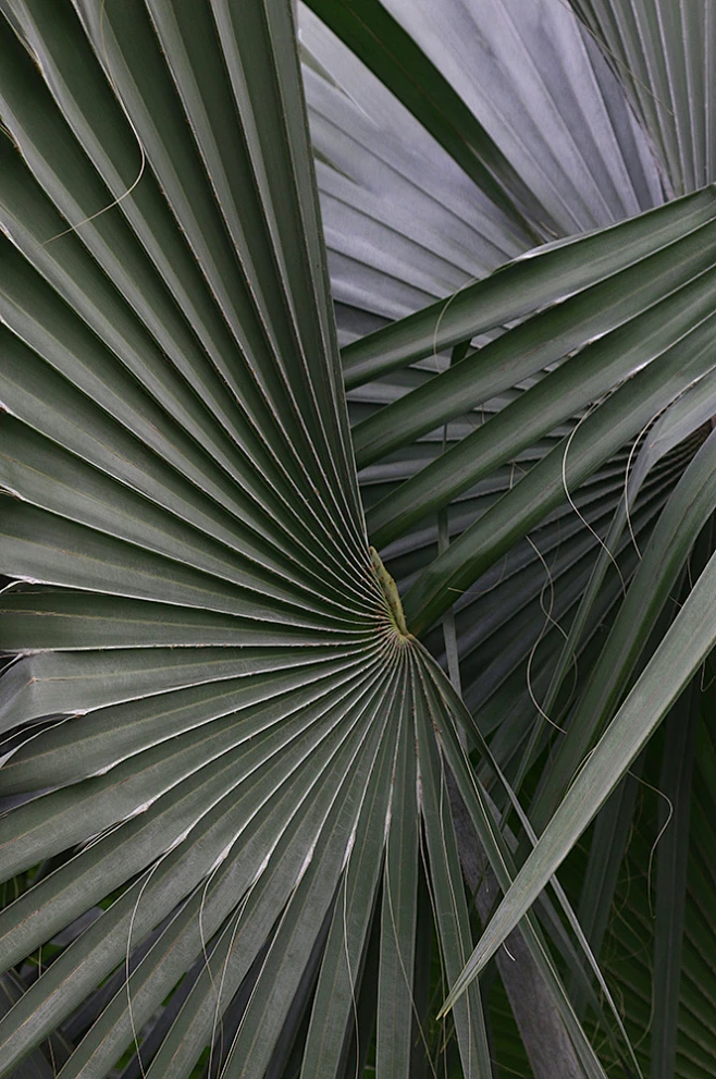 细节｜摄影：Louis MacLean-花瓣网