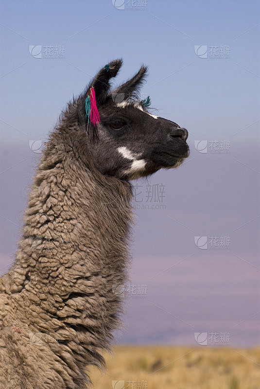 美洲驼(Lama glama):产于南美洲的一种高海拔骆驼