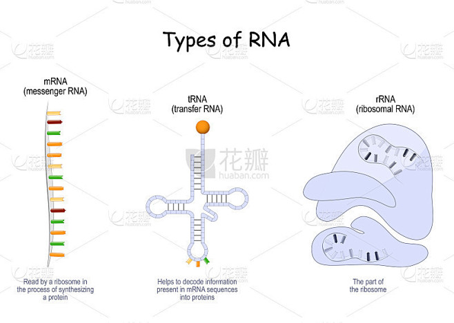 类型的RNA。tRNA, mRNA和rRNA