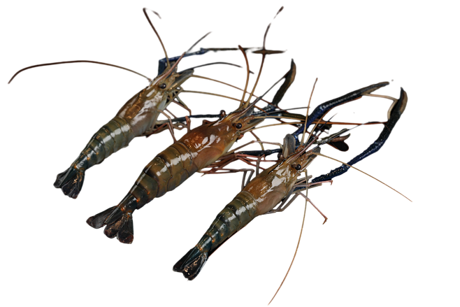 罗氏虾-学名：Roche shrimp（免扣）