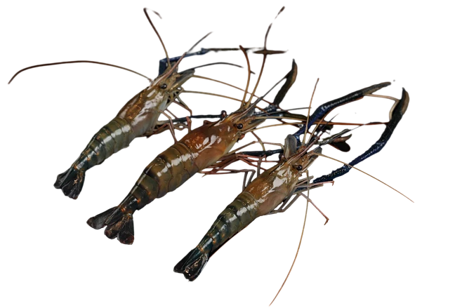 罗氏虾-学名：Roche shrimp（免扣）-花瓣网