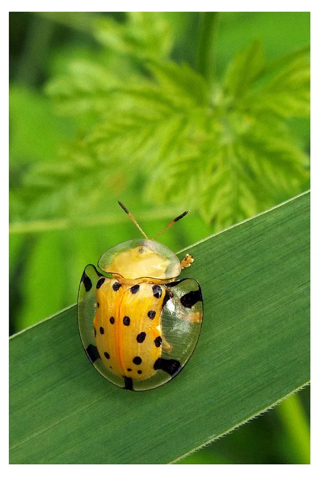 Tortoise bug by kiew1 on deviantART-花瓣网