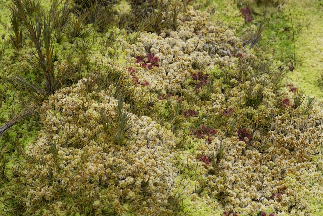 Mossy Bog (18)-花瓣网