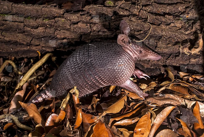 九带犰狳(Dasypus novemcinctus)素材-花瓣网