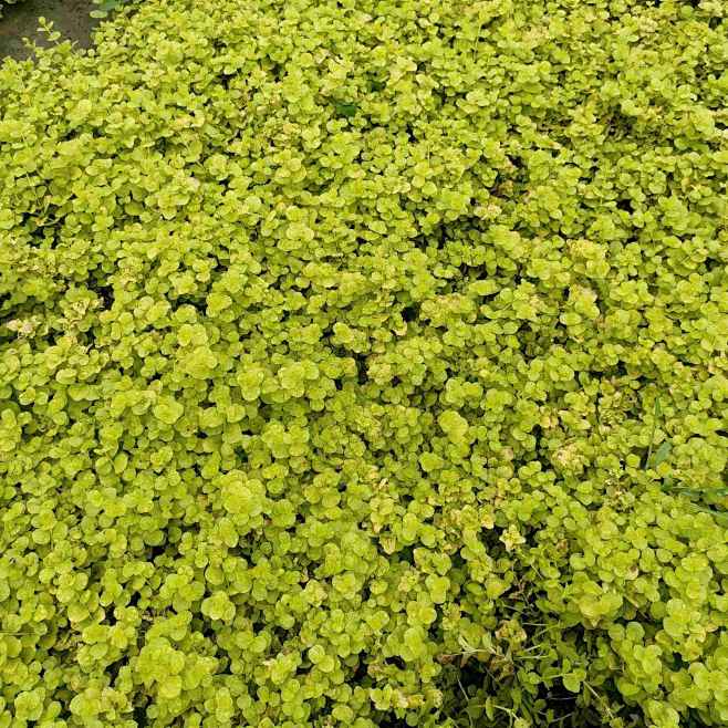 过路黄Lysimachia christinae 点击查看图片来源