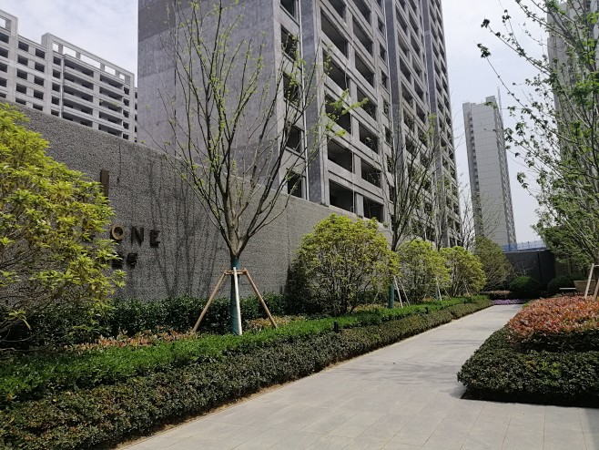 IMG_20230413_120321榉树桂花间隔列植围挡行道树