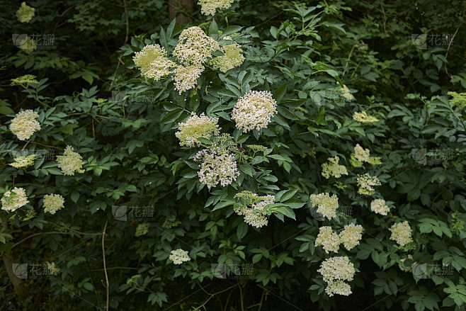黑sambuus nigra特写