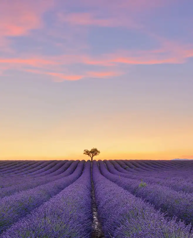 Lavender Sunset-花瓣网