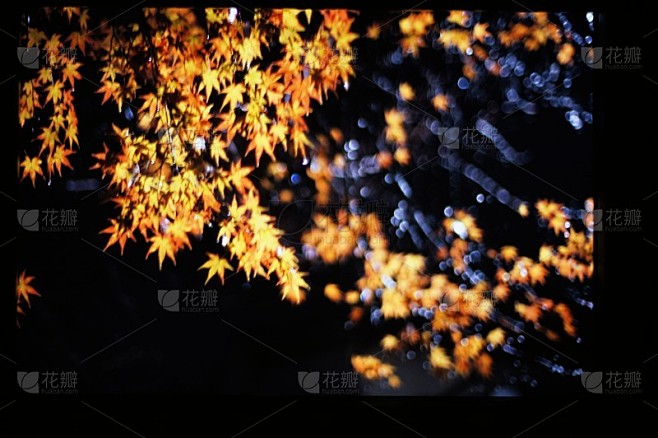 秋天的落叶