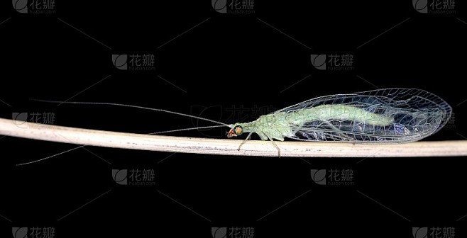 草蛉(Chrysoperla carnea)