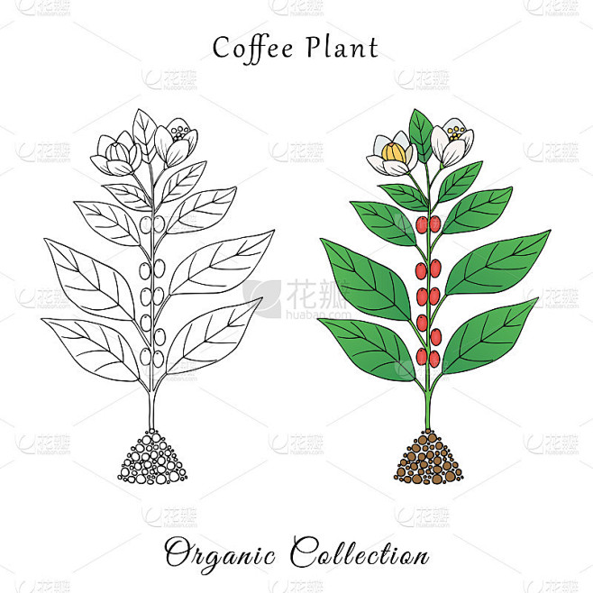 咖啡树05